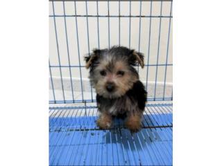 Yorkie macho Puerto Rico