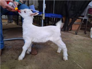 Ganado Boer Cabras, Ovejas Vivas y Cabras Vivas Puerto Rico