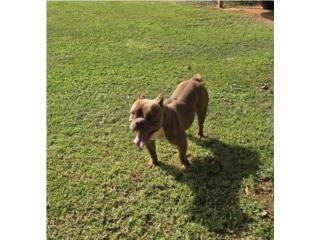 Pitbull Bully Hembra bajita Puerto Rico