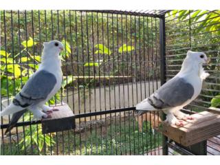 Palomas Satinette Puerto Rico