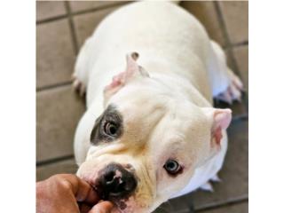 American bully hembra Puerto Rico