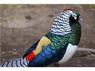 Faisan lady Amherst Puerto Rico