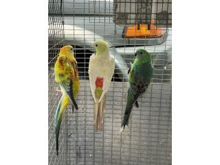 Pericos Red Rump adultos Puerto Rico