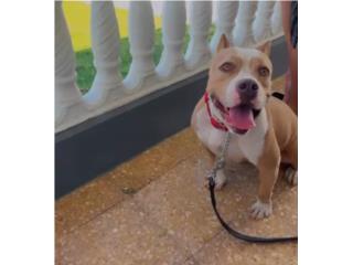 American Bully Puerto Rico