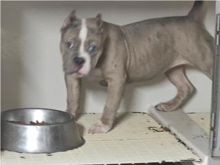 American Bully Pocket Merle Puerto Rico