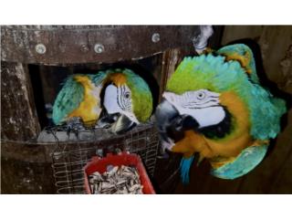 Pareja de Guacamayos Puerto Rico