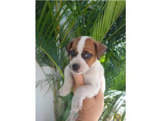 Fox Terriers entrega inmediata Puerto Rico