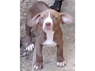 Perrita pitbull red nose Puerto Rico
