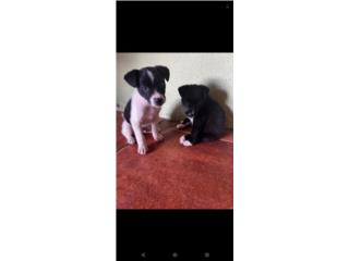 Perritos mitas Terrier gratis Puerto Rico