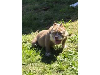 American bully Puerto Rico