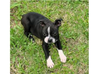 Boston terrier Puerto Rico