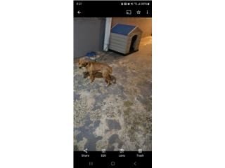 Se Regala Labrador mezclado aprox. 1 año Puerto Rico