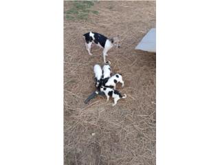 Rat terrier Puerto Rico