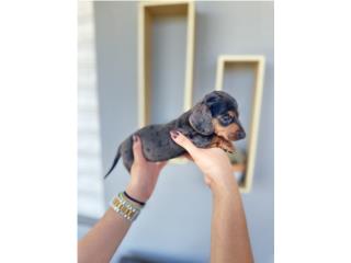 Hermoso mini salchicha merle and tan Puerto Rico