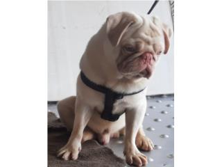 Padrote pug albino Puerto Rico