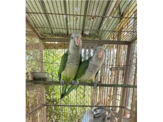 Pareja de cotorras Quaker Puerto Rico