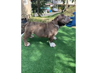 American Bully Puerto Rico