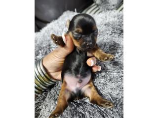 Yorkie Macho Puerto Rico