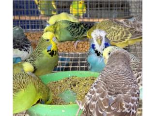 Pericos inglés Puerto Rico