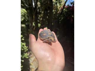 Tortugas Red Foot Puerto Rico