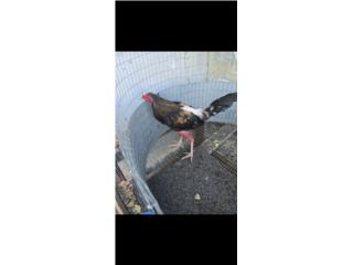 Aves/Birds Puerto Rico, ClasificadosOnline.com