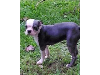 Boston terrier azul Puerto Rico