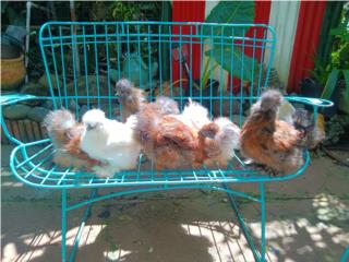 Silkies Show Cuality Puerto Rico