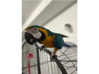 Guacamayo hembra Puerto Rico