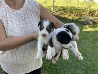 Border collie con papeles Puerto Rico