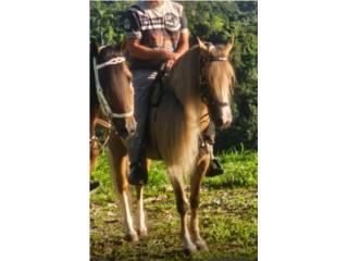 Caballo de Revista Puerto Rico