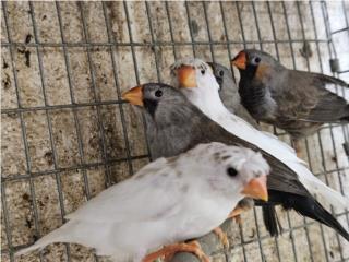 Finches eumo/pied Puerto Rico