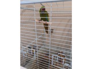 Guacamayo Puerto Rico