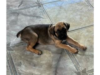 Cane Corso Puerto Rico