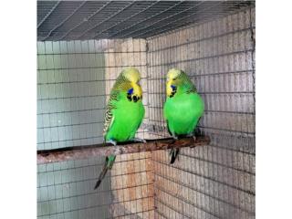 Pericos Grandes Puerto Rico