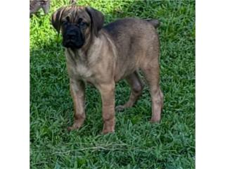 Cane Corso Puerto Rico