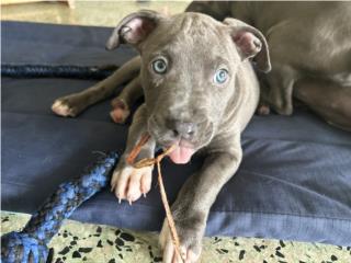 Hembras pitbull Puerto Rico