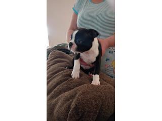 Boston Terrier Puerto Rico