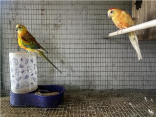 Perico australiano orange Puerto Rico
