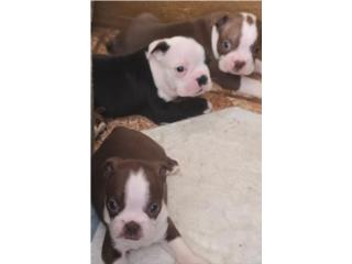 Hermosos Boston Terrier Puerto Rico