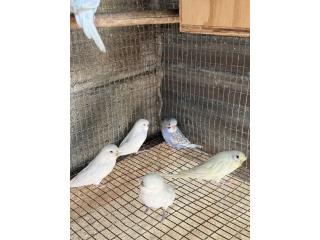 Preciosos Pericos ingleses Puerto Rico