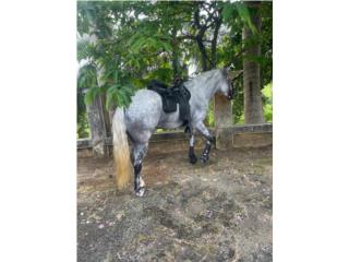 Caballo moro joven Puerto Rico