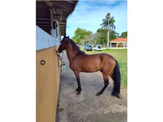 Caballo Puerto Rico