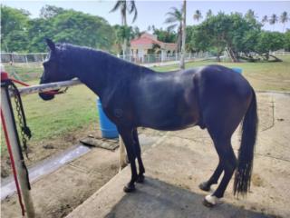 Potro Puerto Rico