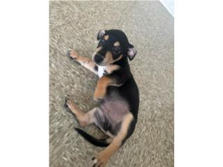 Perro Puerto Rico