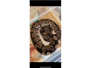 Reptiles Puerto Rico, ClasificadosOnline.com