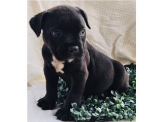 American Bully XL Puerto Rico