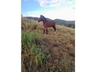 Caballo super manso Puerto Rico