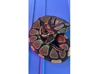 Reptiles Puerto Rico, ClasificadosOnline.com