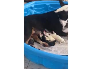 Bull terrier Puerto Rico