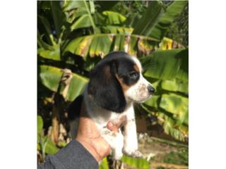 Beagle Tri color snoopy Puerto Rico
